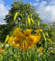 Yellow Bruse :: lenesliljer.dk